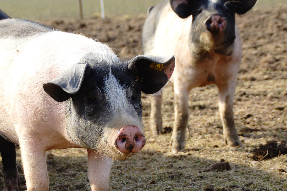 Das Schwäbisch-Hällische Landschwein Biohof Hubicek